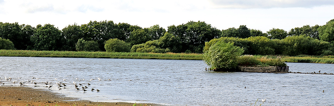 Holywell Pond – NWT Reserve